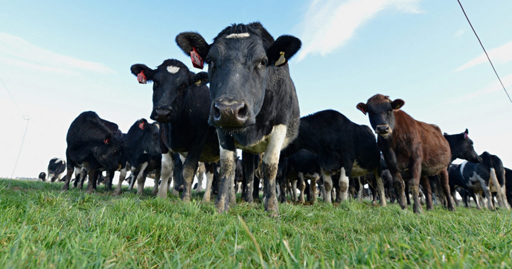 Gyvulininkystės įranga | Agrosistemos | Viskas moderniam ūkiui